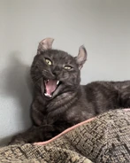 Meevin | Meevin Fan Wiki | Fandom