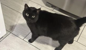 Blake | Meevin Fan Wiki | Fandom