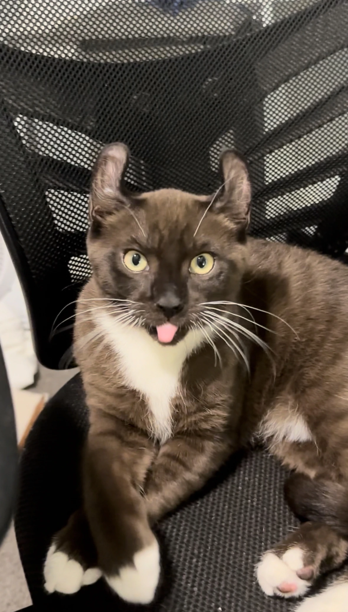 Meatball | Meevin Fan Wiki | Fandom