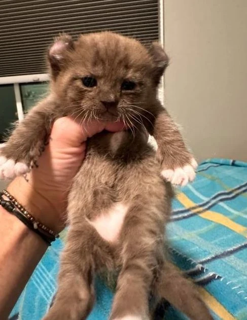 Meatball | Meevin Fan Wiki | Fandom