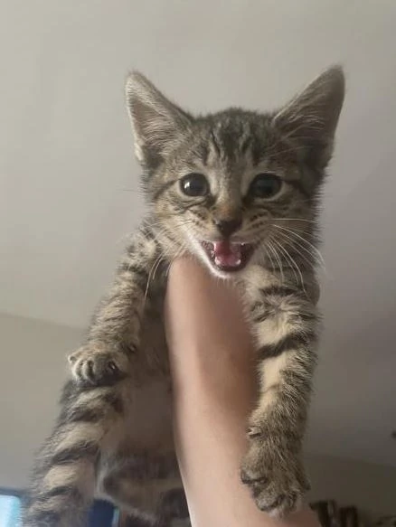 Swiss Miss | Meevin Fan Wiki | Fandom