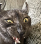 Meevin | Meevin Fan Wiki | Fandom