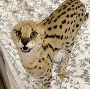 Abc 42 | Mega Man Maker Culture Wiki | Fandom