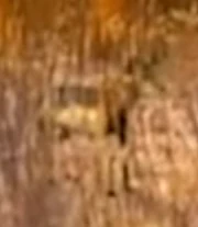 Capromeryx | Mega Predators Wiki | Fandom