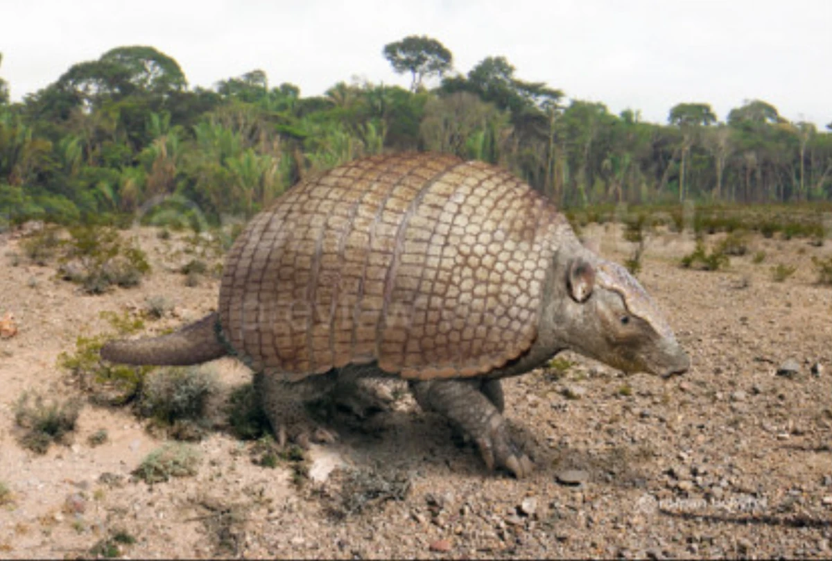 Holmesina septentrionalis | Mega Predators Wiki | Fandom