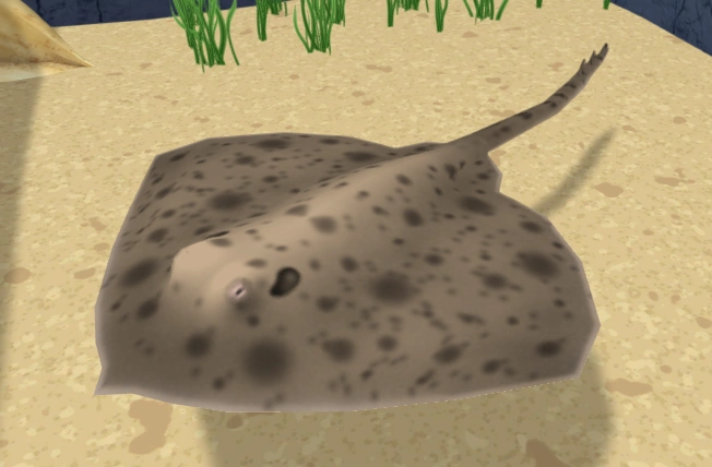 Leopard Skate | Megaquarium Wiki | Fandom