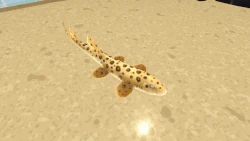 Epaulette Shark | Megaquarium Wiki | Fandom