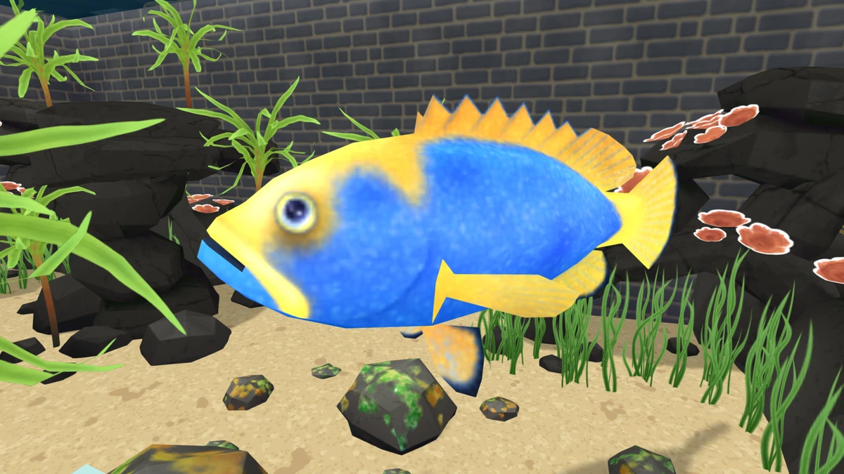Blue and Yellow Grouper | Megaquarium Wiki | Fandom