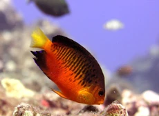Mango Angelfish | Megaquarium Wiki | Fandom