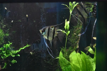 Amazonian Angelfish | Megaquarium Wiki | Fandom