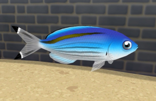 Suez Fusilier | Megaquarium Wiki | Fandom