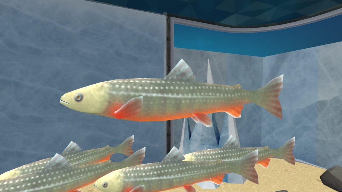 Arctic Char | Megaquarium Wiki | Fandom