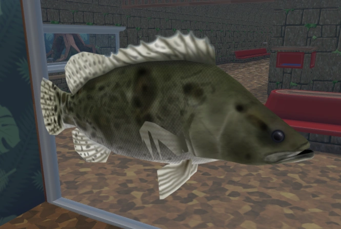 Chinese Perch | Megaquarium Wiki | Fandom