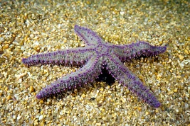 Spiny Starfish | Megaquarium Wiki | Fandom