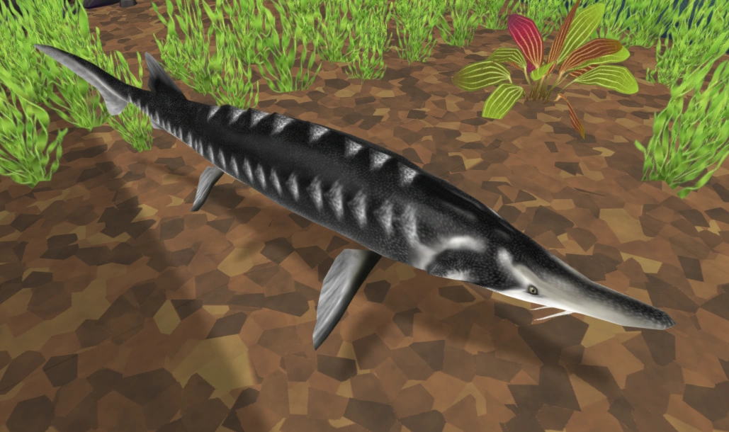 Stellate Sturgeon | Megaquarium Wiki | Fandom