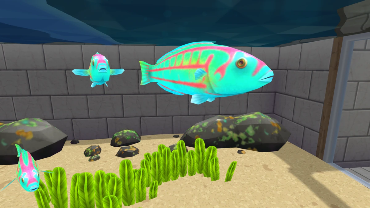 Surge Wrasse | Megaquarium Wiki | Fandom