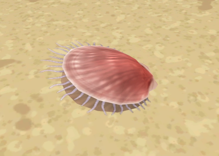 Antarctic Scallop | Megaquarium Wiki | Fandom