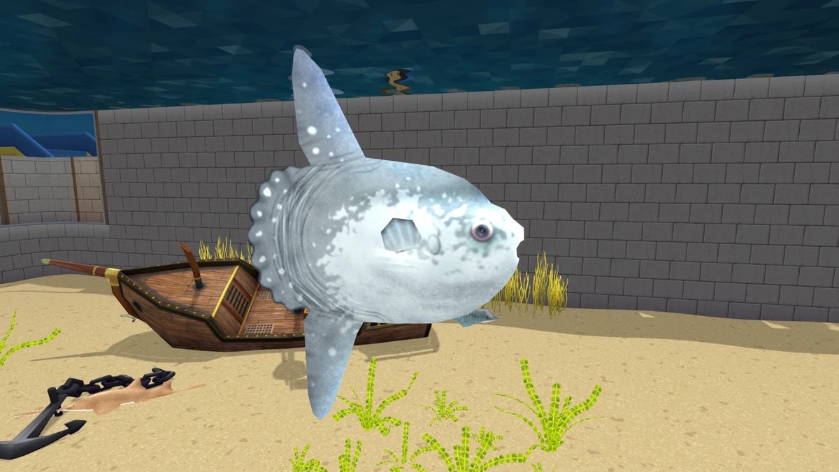 Ocean Sunfish | Megaquarium Wiki | Fandom