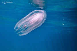 Sea Walnut | Megaquarium Wiki | Fandom