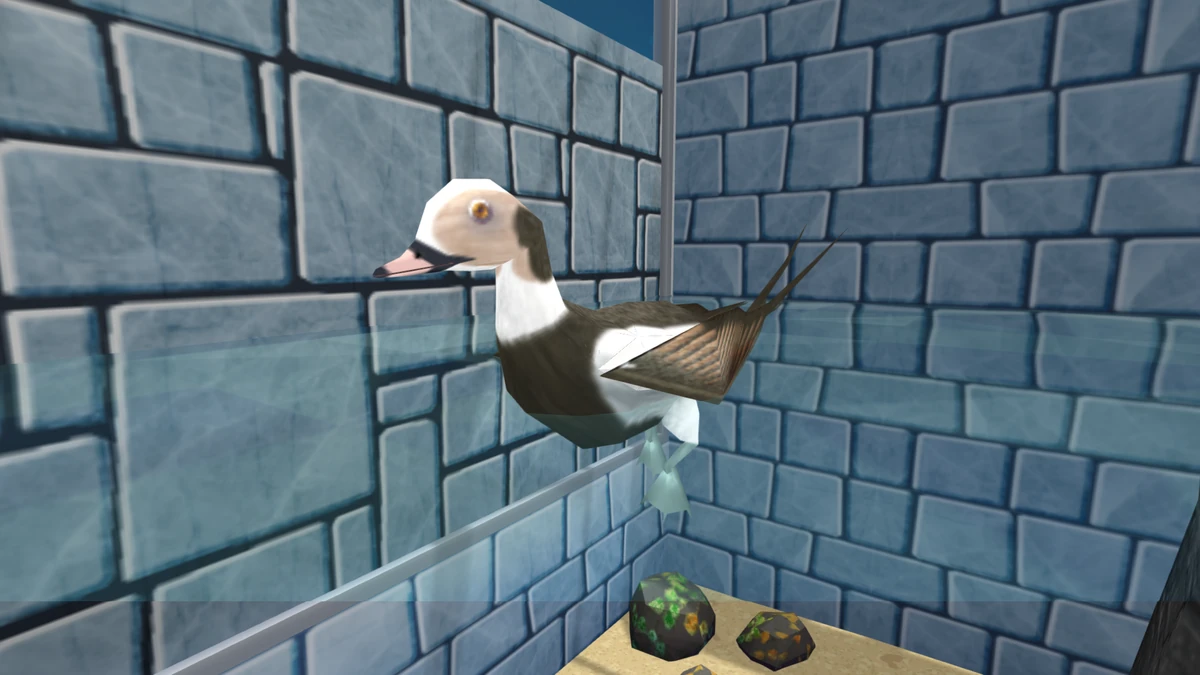 Long-tailed Duck | Megaquarium Wiki | Fandom