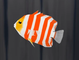 Peppermint Angelfish | Megaquarium Wiki | Fandom