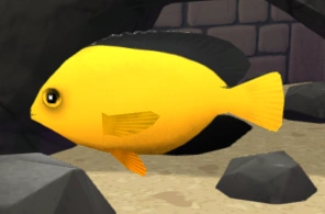 Double Blackfin Heralds Angelfish | Megaquarium Wiki | Fandom