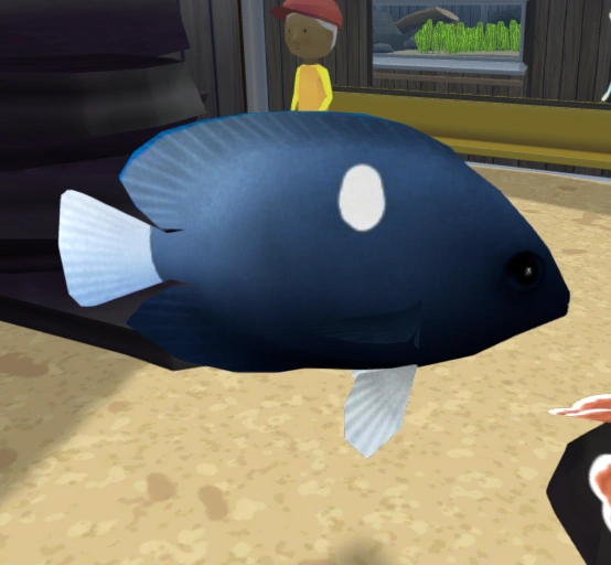 Clipperton Angelfish | Megaquarium Wiki | Fandom