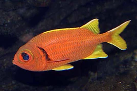 Yellowfin Soldierfish | Megaquarium Wiki | Fandom