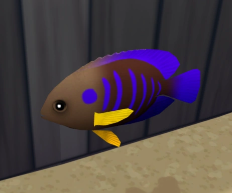 Yellowfin Angelfish | Megaquarium Wiki | Fandom