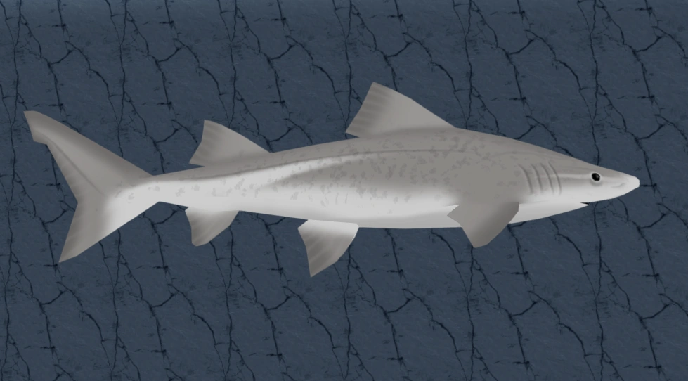 Smalltooth Sand Tiger Shark | Megaquarium Wiki | Fandom