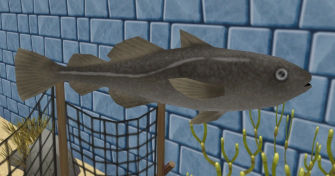 Greenland Cod | Megaquarium Wiki | Fandom