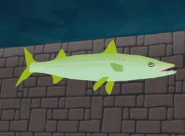 Yellow Tail Barracuda | Megaquarium Wiki | Fandom