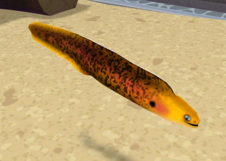 Golden Dwarf Moray Eel | Megaquarium Wiki | Fandom