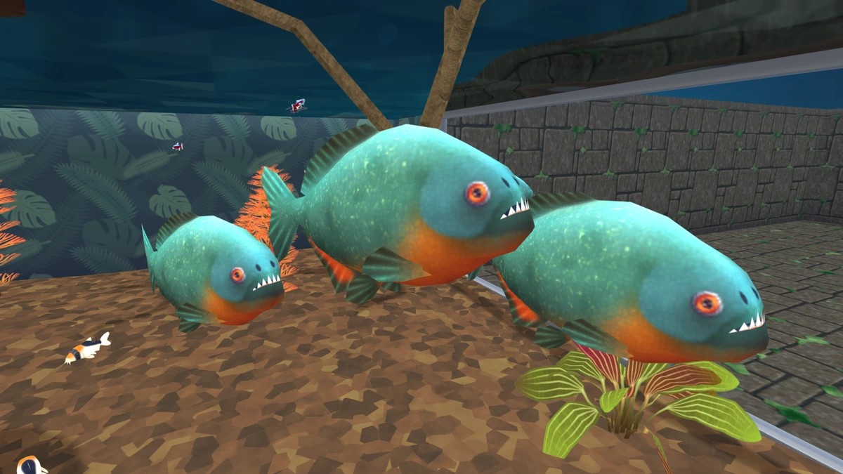 Red Bellied Piranha | Megaquarium Wiki | Fandom