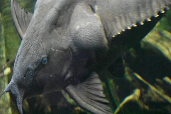 Ripsaw Catfish | Megaquarium Wiki | Fandom