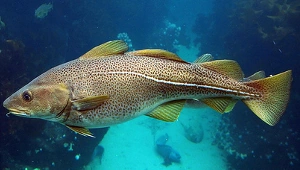 Atlantic Cod | Megaquarium Wiki | Fandom