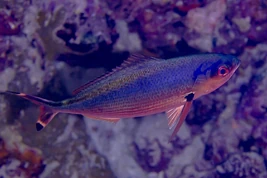 Suez Fusilier | Megaquarium Wiki | Fandom