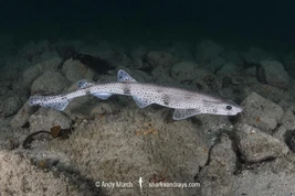 Lesser Spotted Dogfish | Megaquarium Wiki | Fandom