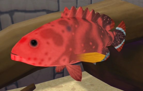 Flagtail Grouper | Megaquarium Wiki | Fandom