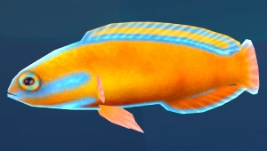 Arabian Bluelined Dottyback | Megaquarium Wiki | Fandom