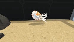 Nautilus | Megaquarium Wiki | Fandom