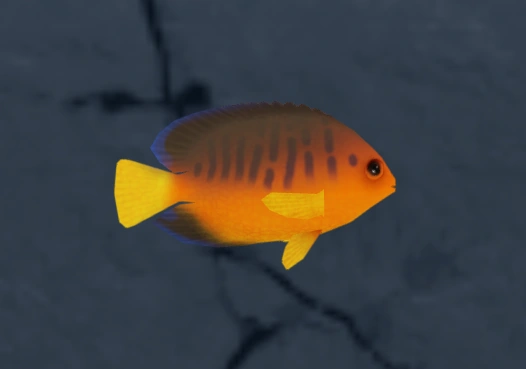 Mango Angelfish | Megaquarium Wiki | Fandom