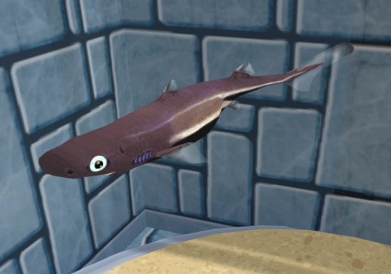 Velvet Belly Lanternshark | Megaquarium Wiki | Fandom