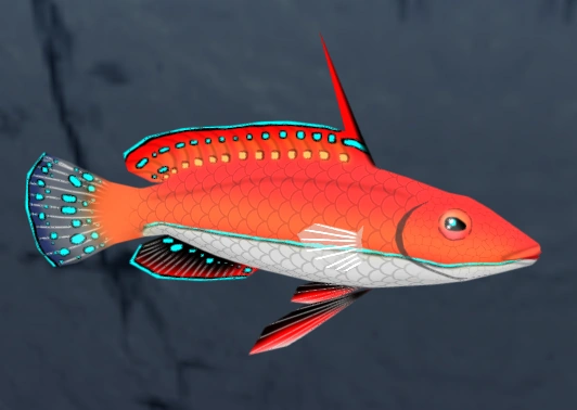 Ruby Longfin Fairy Wrasse | Megaquarium Wiki | Fandom