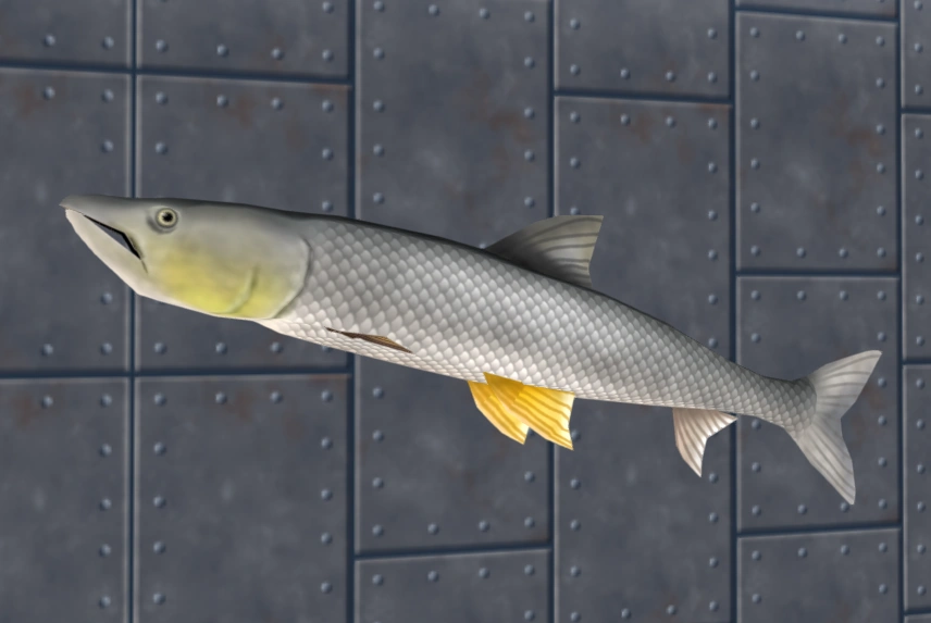 Yellowcheek Carp | Megaquarium Wiki | Fandom