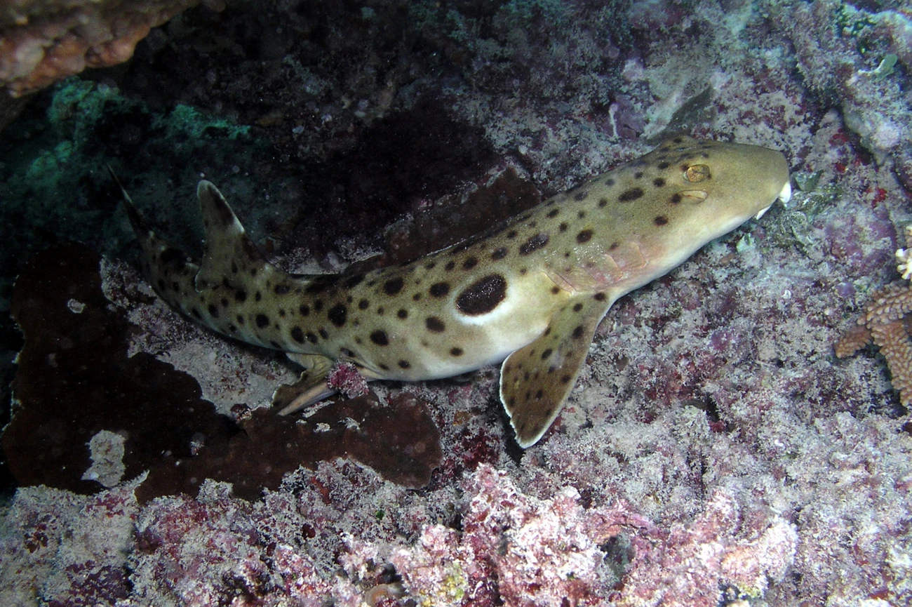 Epaulette Shark | Megaquarium Wiki | Fandom