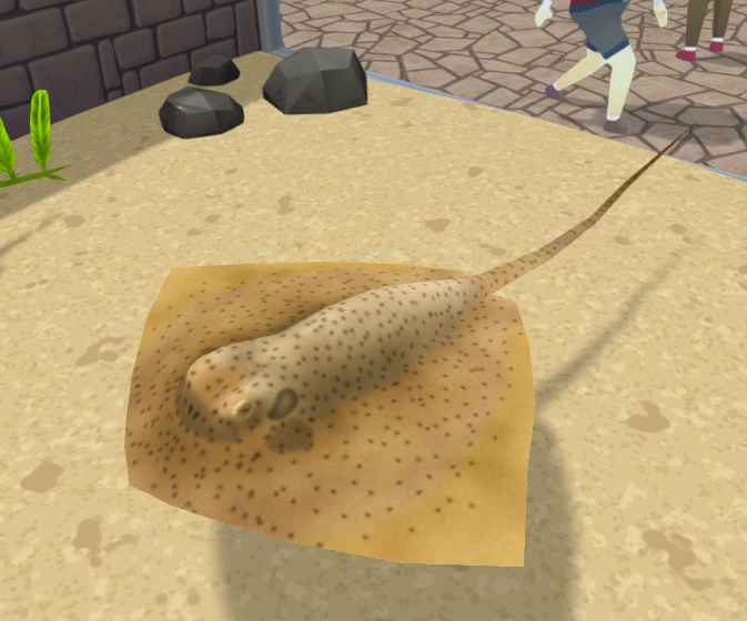 Speckled Maskray | Megaquarium Wiki | Fandom