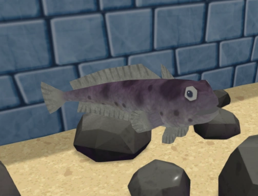 Blunt Scalyhead | Megaquarium Wiki | Fandom