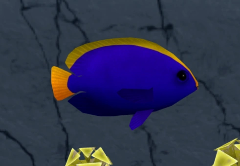 Resplendent Angelfish | Megaquarium Wiki | Fandom