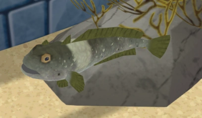 Emerald Rockcod | Megaquarium Wiki | Fandom